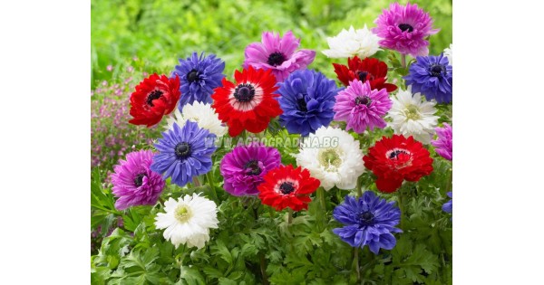 Анемония Микс St. Brigid / Anemone corornaria - 15 бр луковици