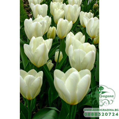 Лале Пурисима / Tulipa Purissima - 5 бр луковици