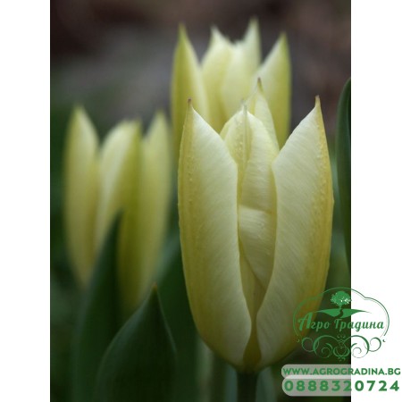 Лале Пурисима / Tulipa Purissima - 5 бр луковици