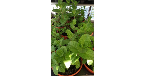 Разсад Джоджен / Mentha spicata