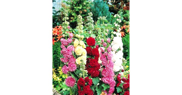 Алцея Микс / Althea rosea