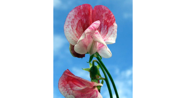 Латирус Американа / Lathyrus odoratus