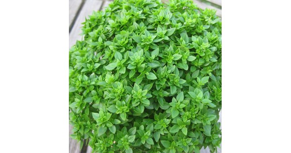 Босилек Дребнолистен / Basilico foglia fine verde
