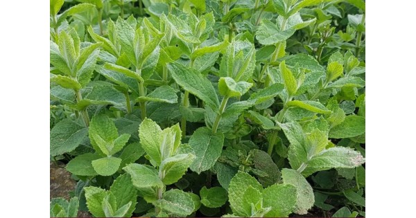 Семена от Мента (Ябълкова) / Mentha rotundifolia