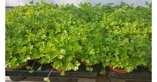 Разсад Магданоз / Petroselinum crispum var. neapolitanum