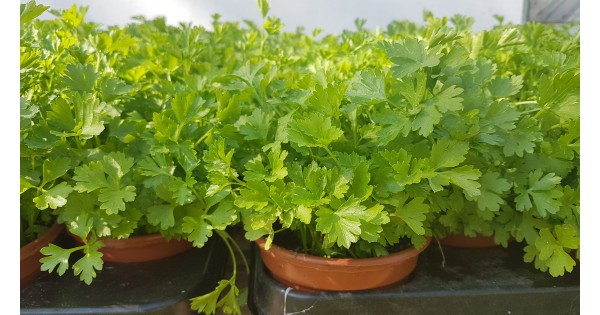 Разсад магданоз