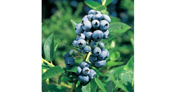 Американска Синя Боровинка Елиът / Vaccinium corymbosum Elliott