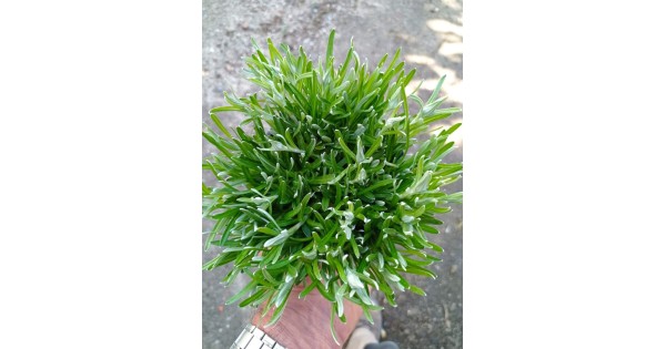 Еделвайс в саксия с ЦЪФТЕЖ / Edelweiss Stella Alpina white